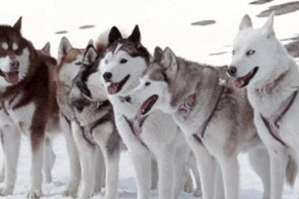 Do Any Dogs Die in Eight Below (2006) - Movies & Chai