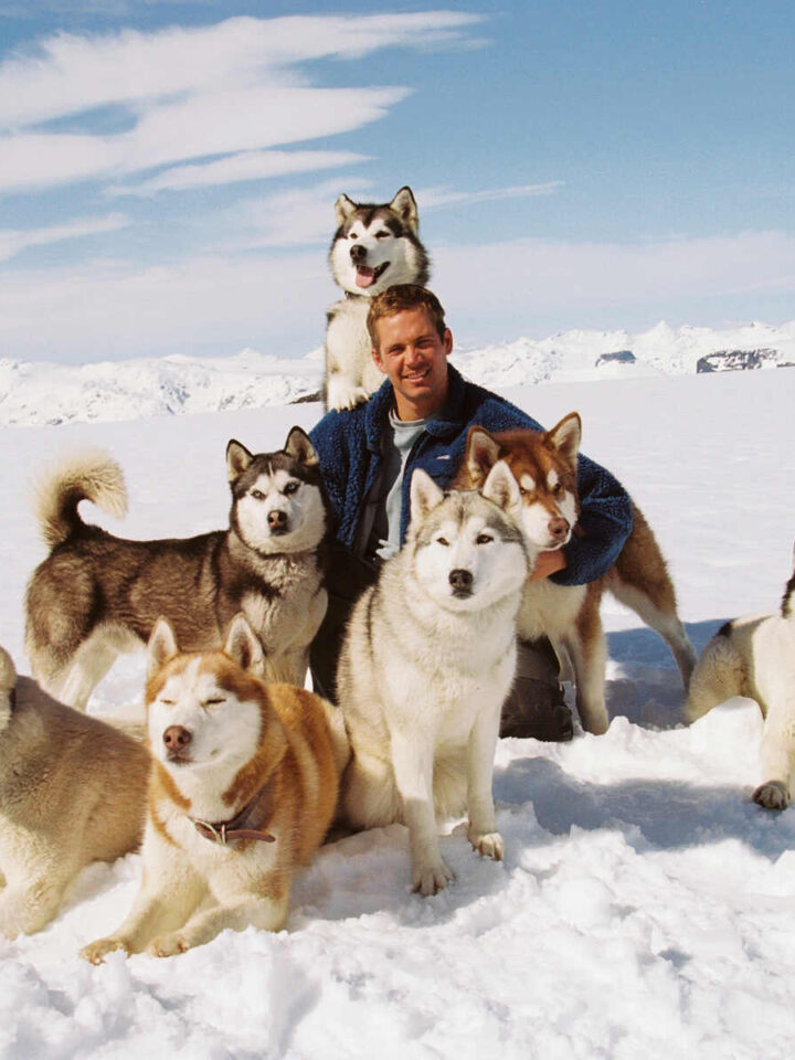 Does the Dog Die in Sisu (2022) - Movies & Chai